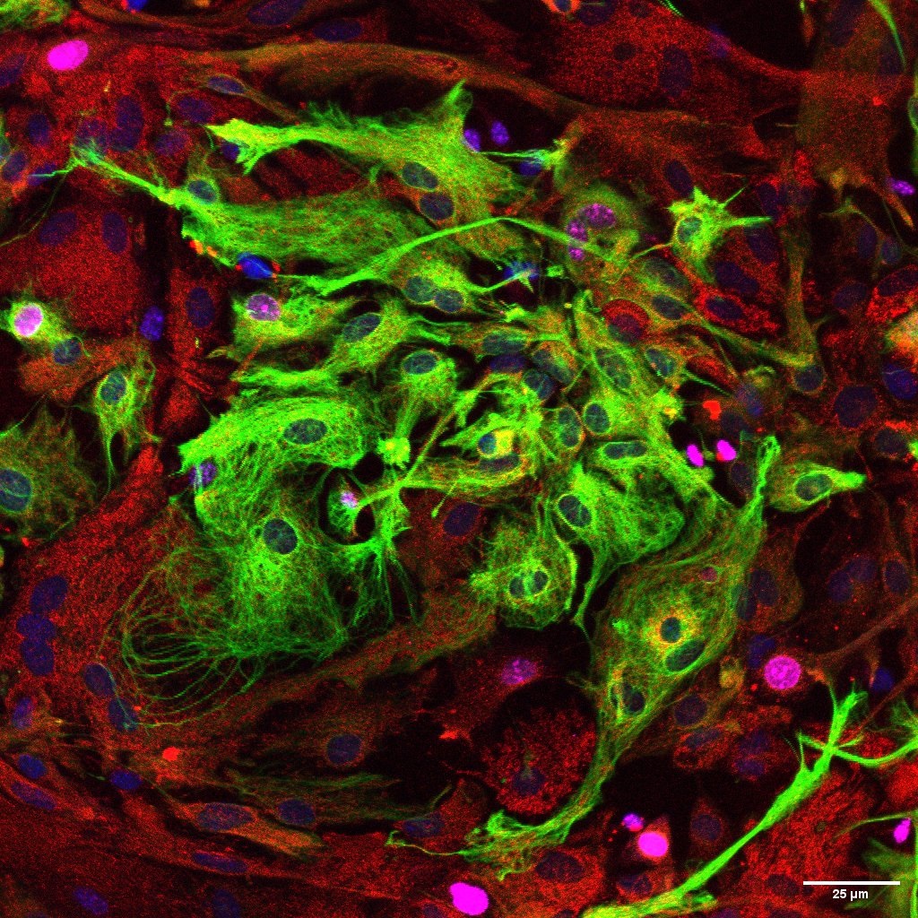 Bioimpressão 3D – inctmodel3d.com.br